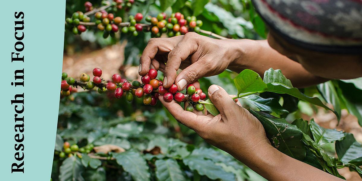 New publication: Rethinking climate resilience in the coffee sector ...